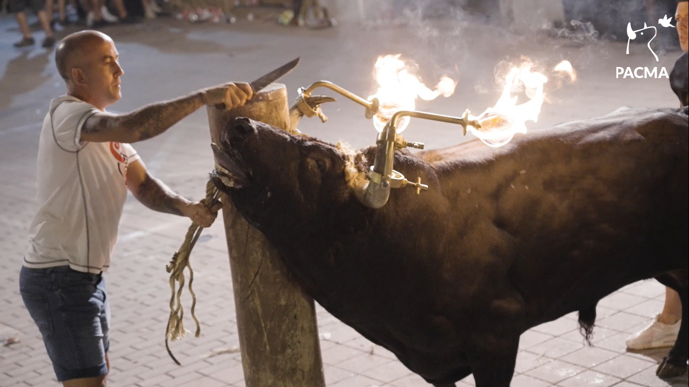 Los sollozos del toro embolado de Museros - Tercera Información