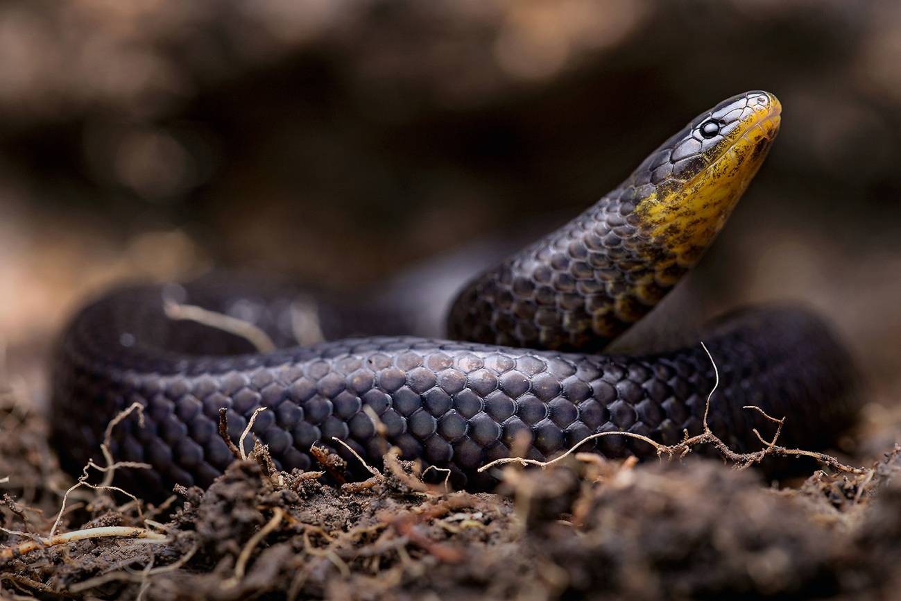 Tres nuevas especies de serpientes se ocultaban en cementerios e ...