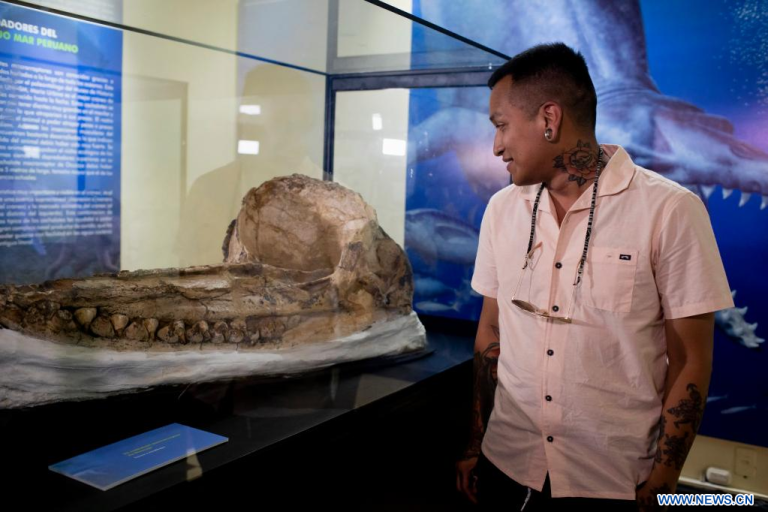 Descubren en Perú fósil de nueva especie de cachalote prehistórico ...