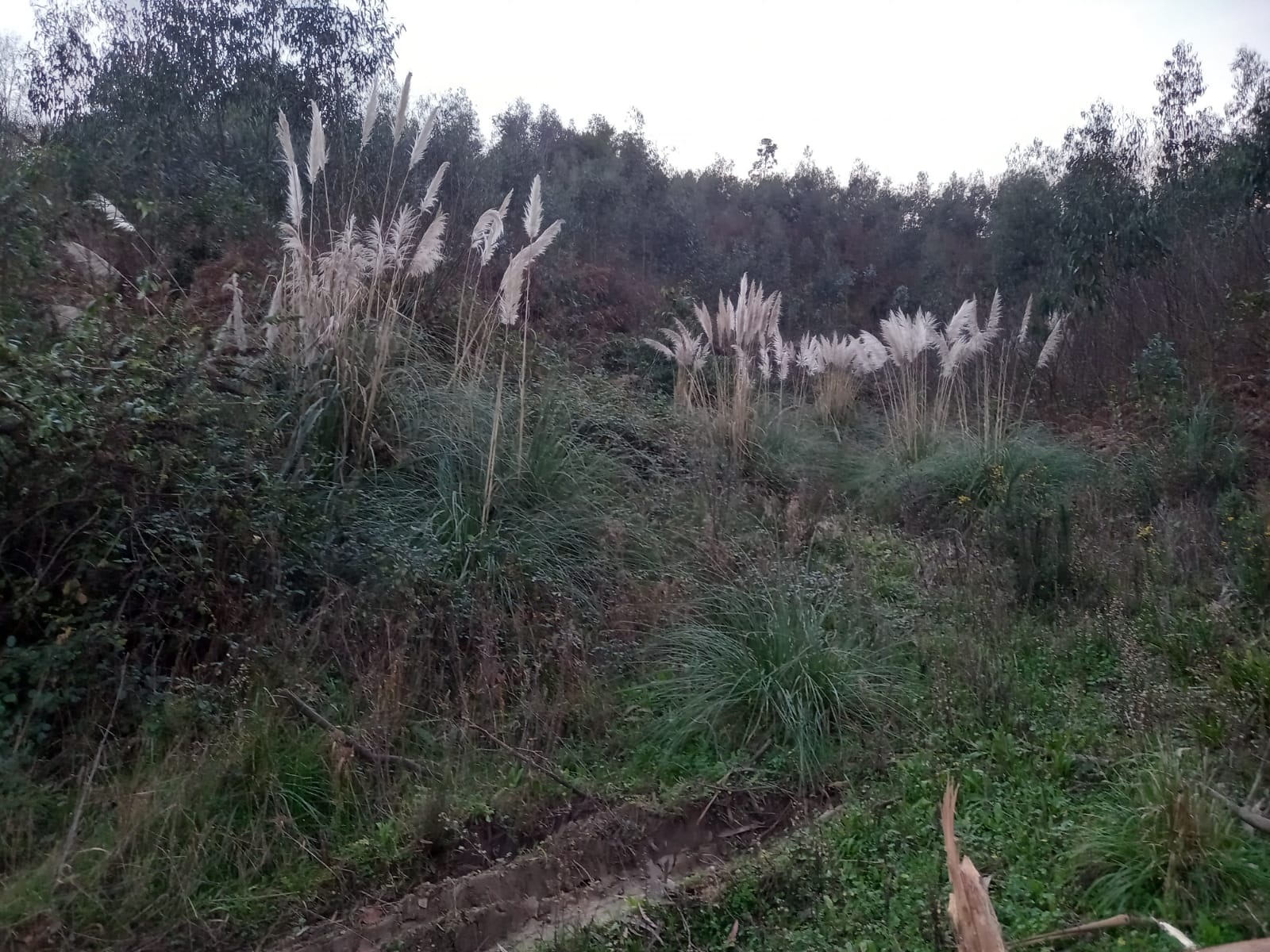 "El coladero del vertedero de Veranes en Gijón" - Tercera Información ...