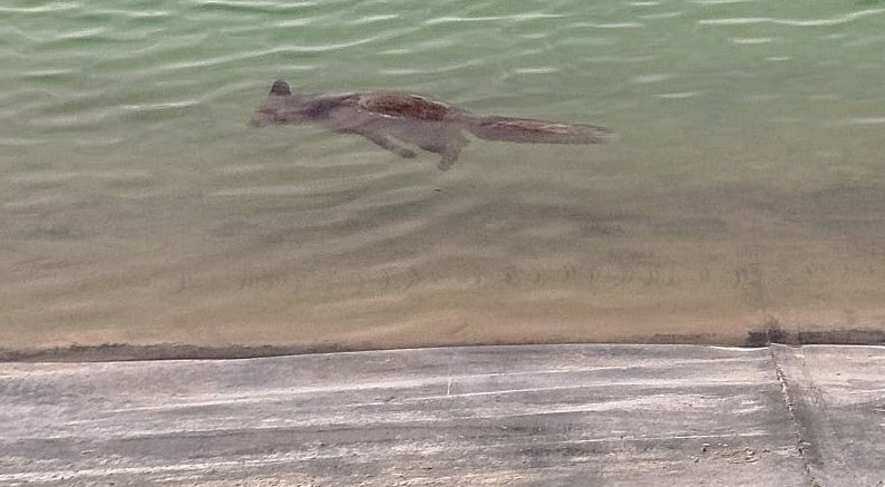 Presentan denuncias por balsa sin medidas de seguridad que provoca la ...